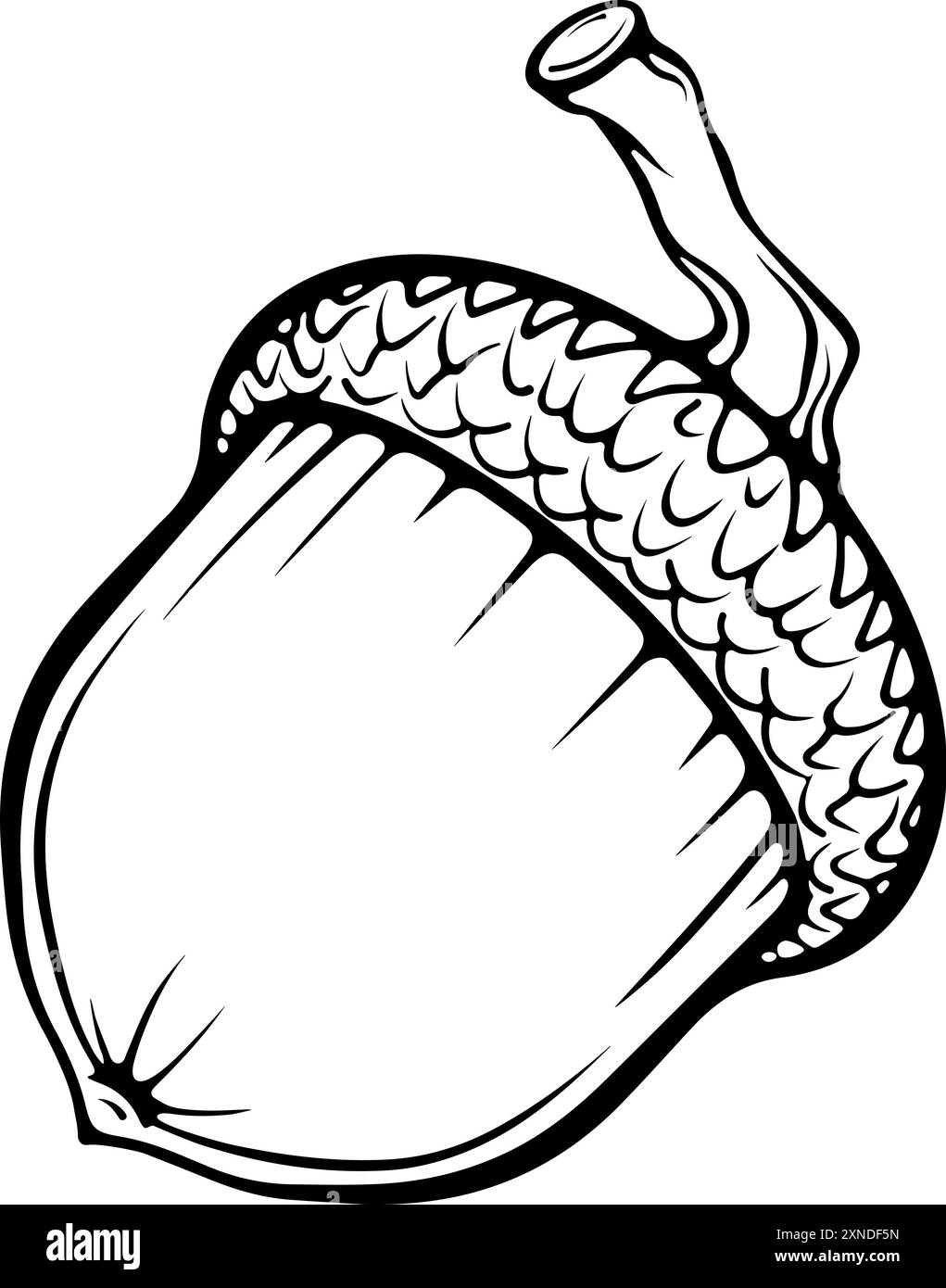 One acorn line art Stock Vector Image & Art - Alamy