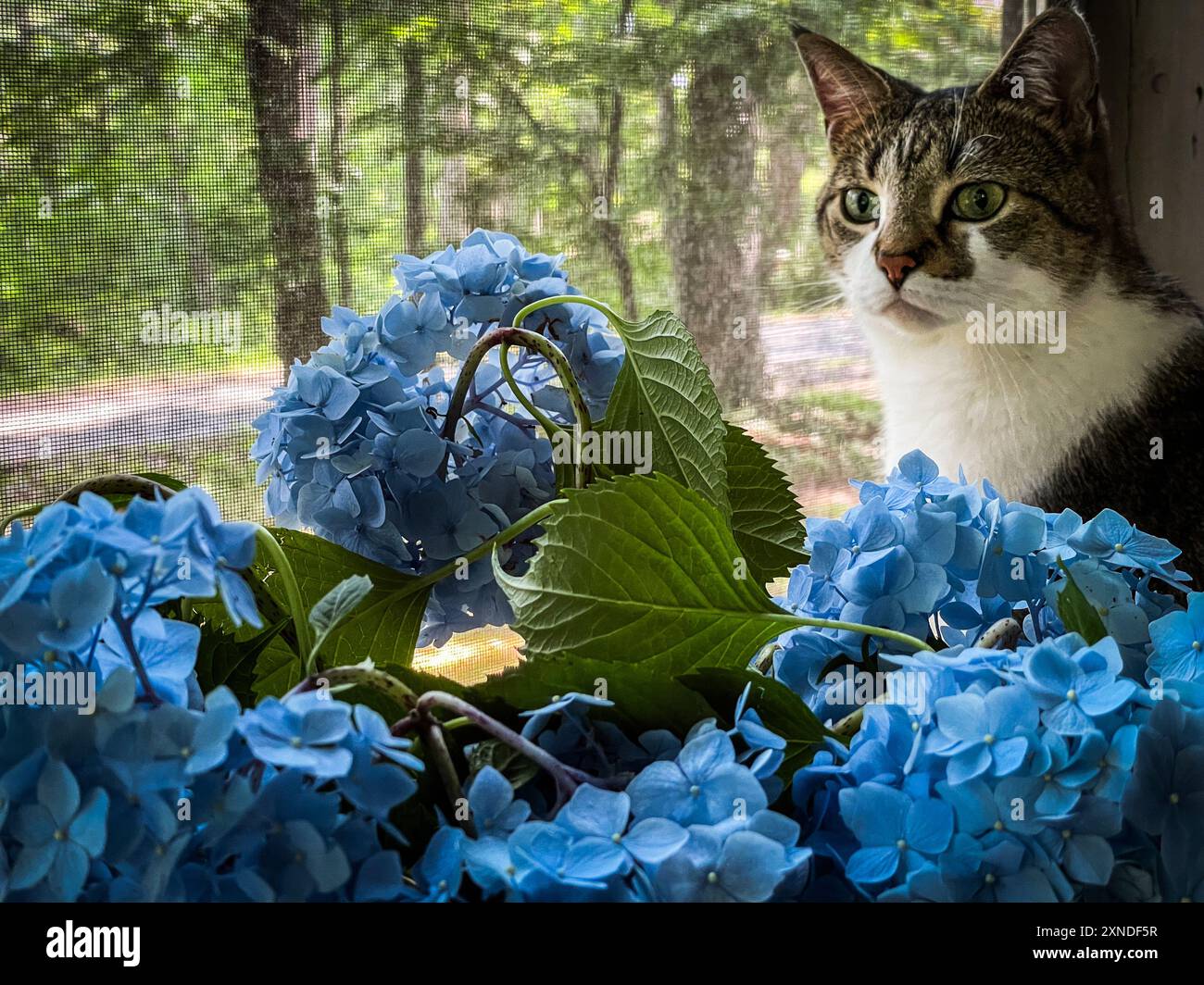 A cat looks noble next to some blue hydrangeas in a summer cottage ...