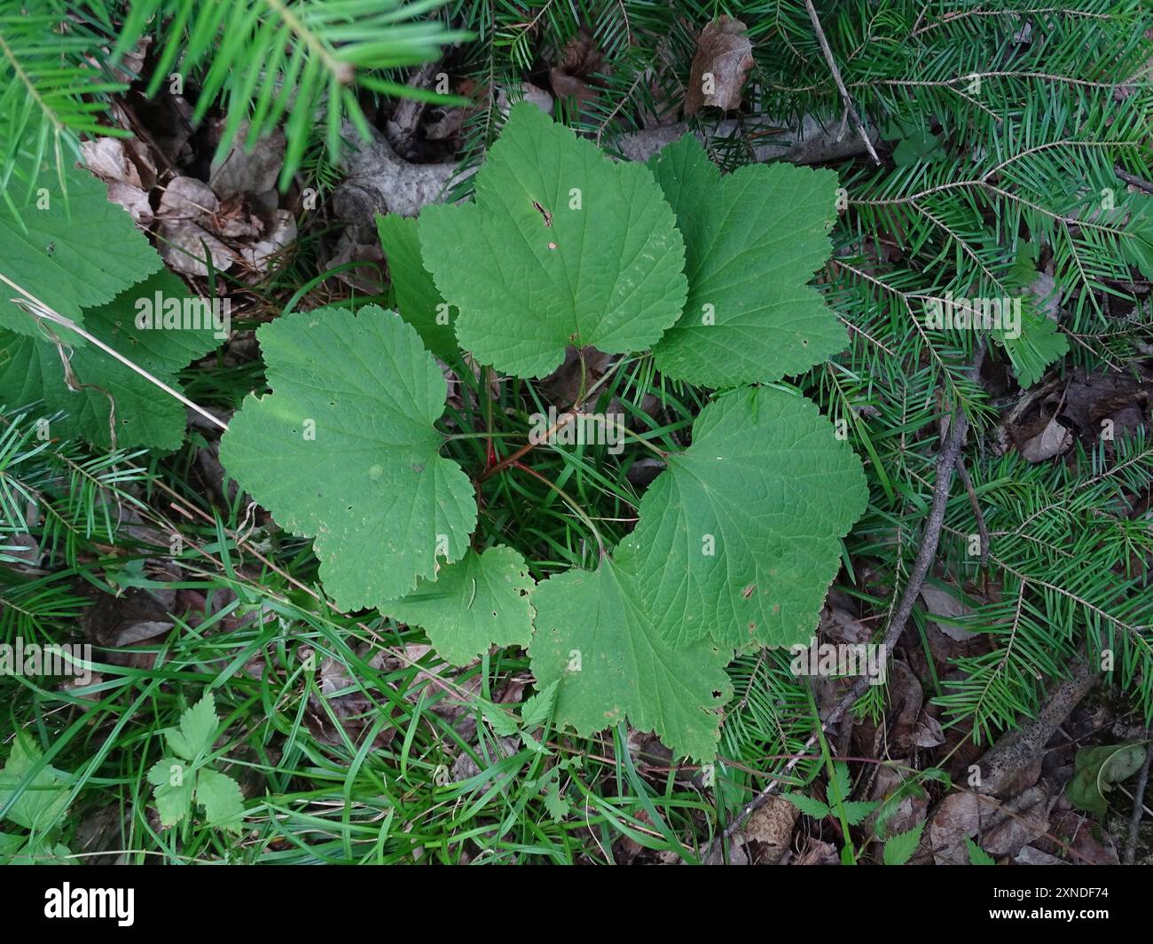 Ribes triste hi-res stock photography and images - Alamy