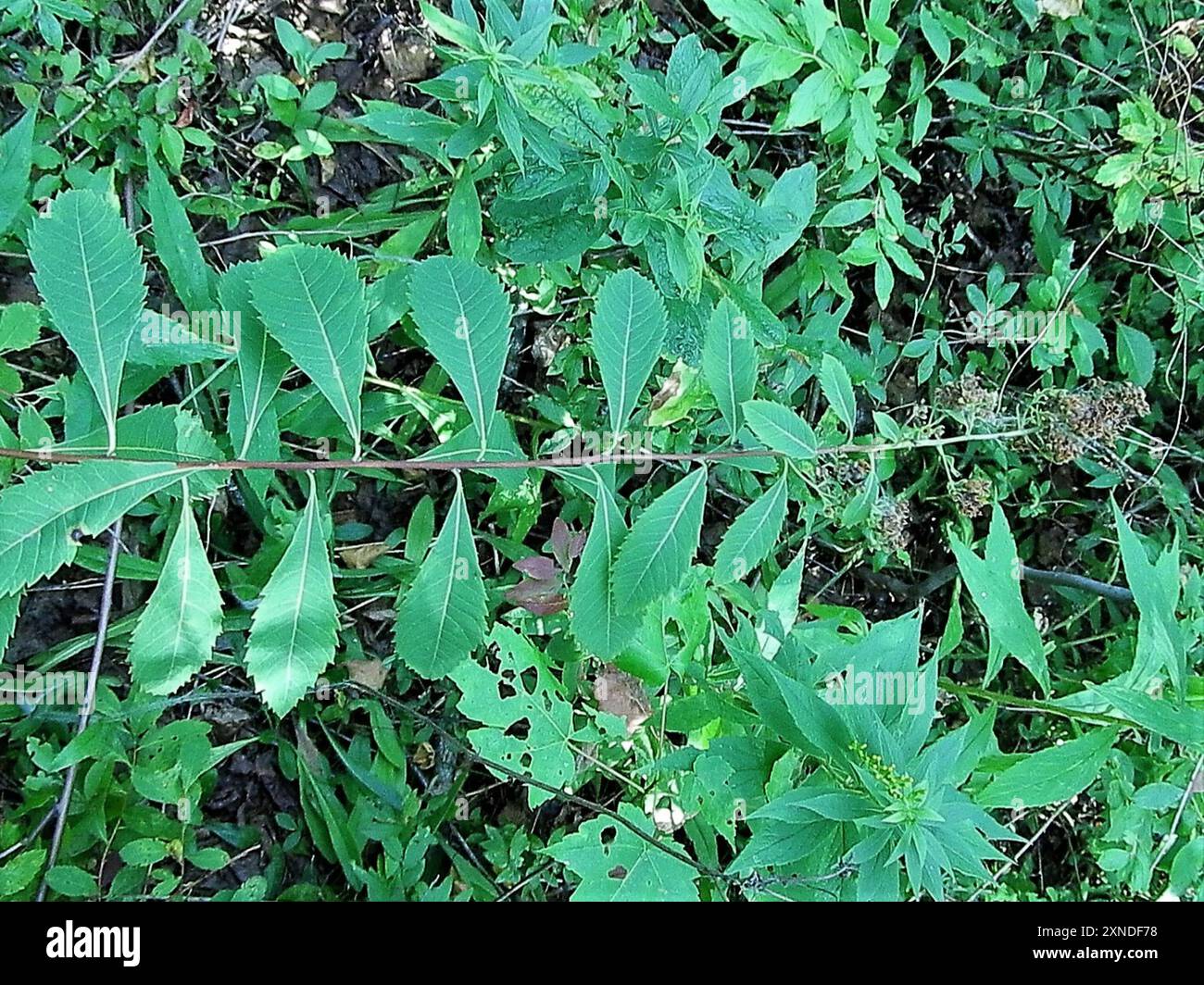white meadowsweet (Spiraea alba) Plantae Stock Photo - Alamy