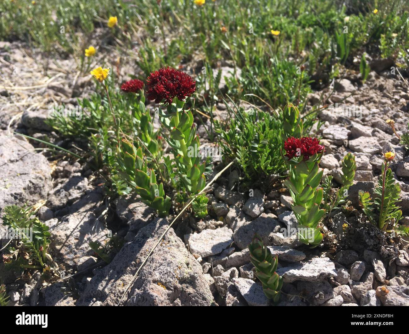 western roseroot (Rhodiola integrifolia) Plantae Stock Photo - Alamy