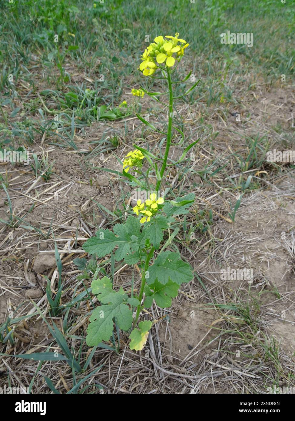 White Mustard (Sinapis alba) Plantae Stock Photo - Alamy
