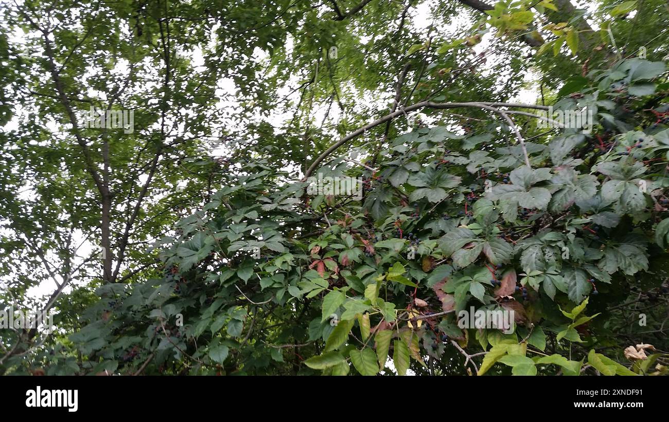 thicket creeper (Parthenocissus inserta) Plantae Stock Photo - Alamy