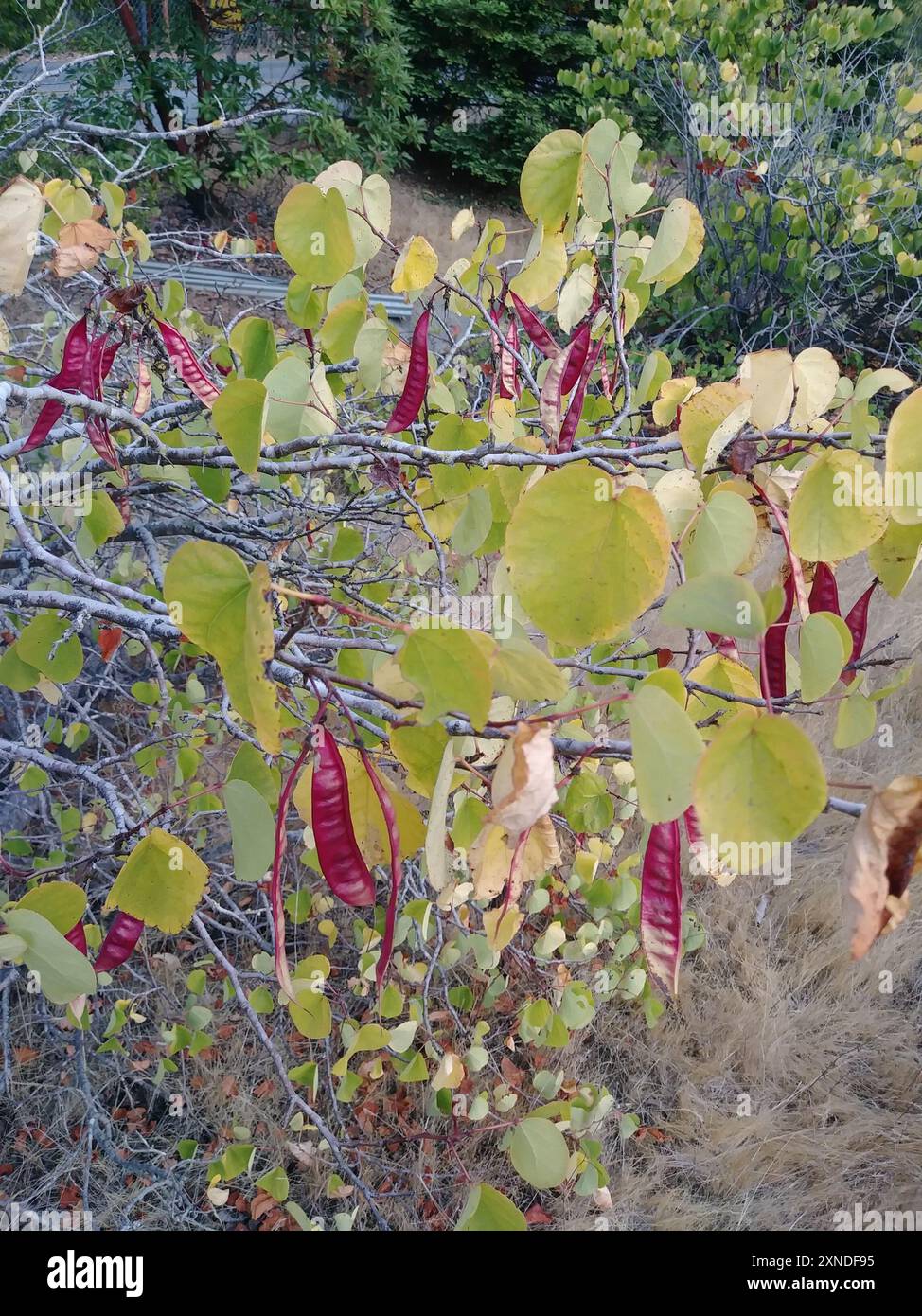 Western Redbud (Cercis occidentalis) Plantae Stock Photo - Alamy