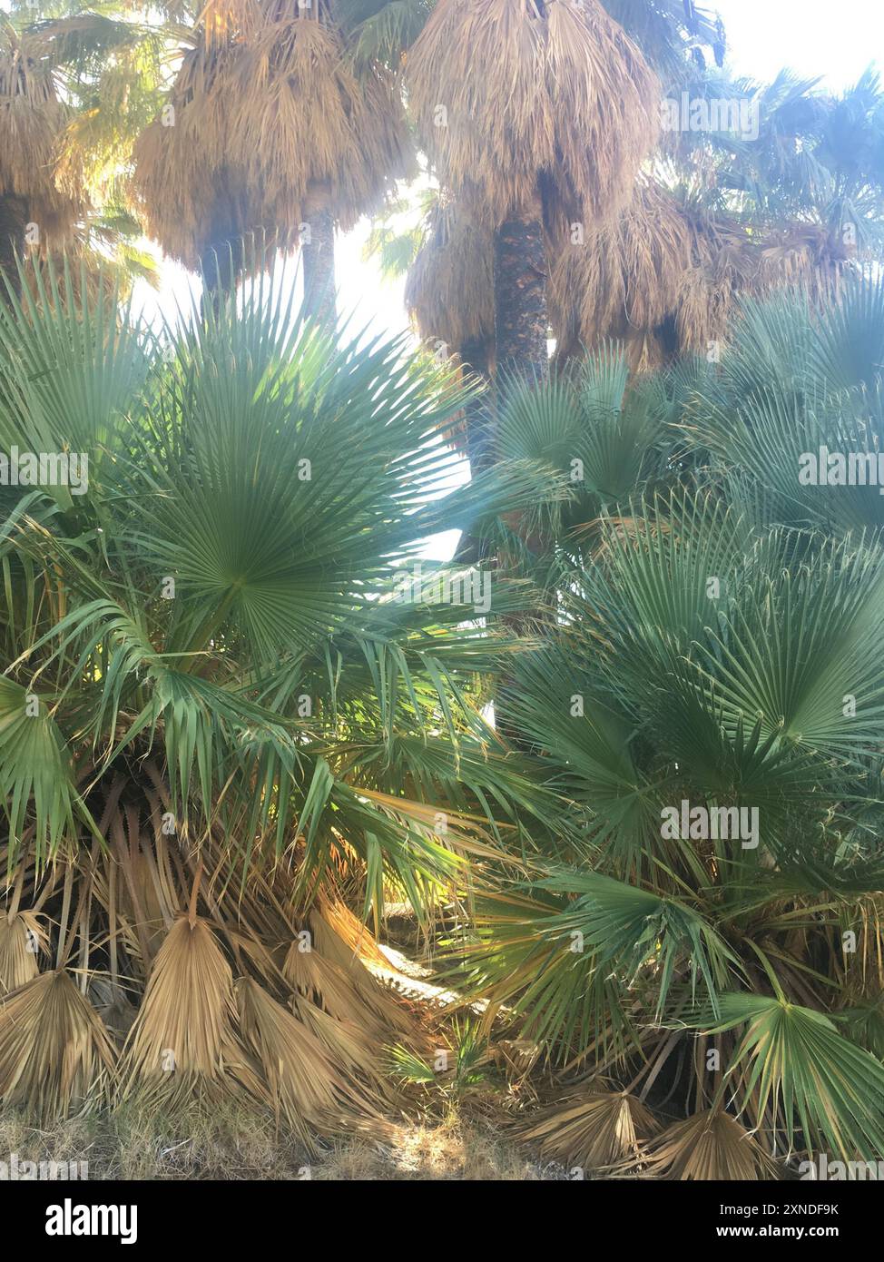 California fan palm (Washingtonia filifera) Plantae Stock Photo - Alamy