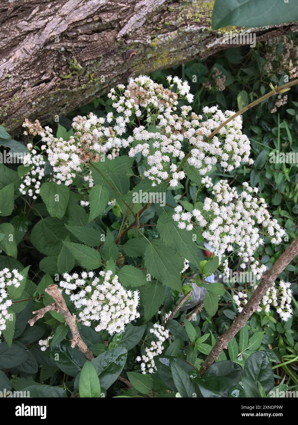 white snakeroot (Ageratina altissima) Plantae Stock Photo - Alamy