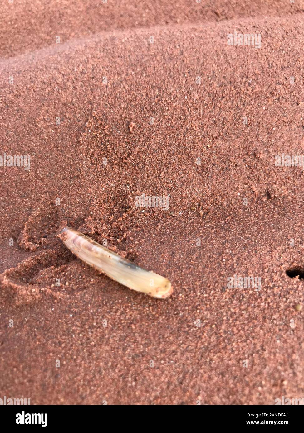 Atlantic Jackknife (Ensis leei) Mollusca Stock Photo - Alamy