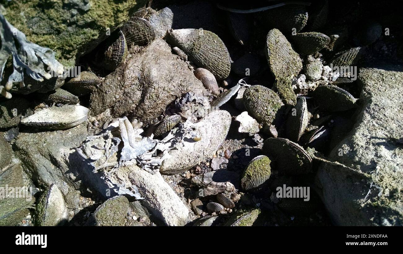 Atlantic Ribbed Mussel (Geukensia demissa) Mollusca Stock Photo - Alamy