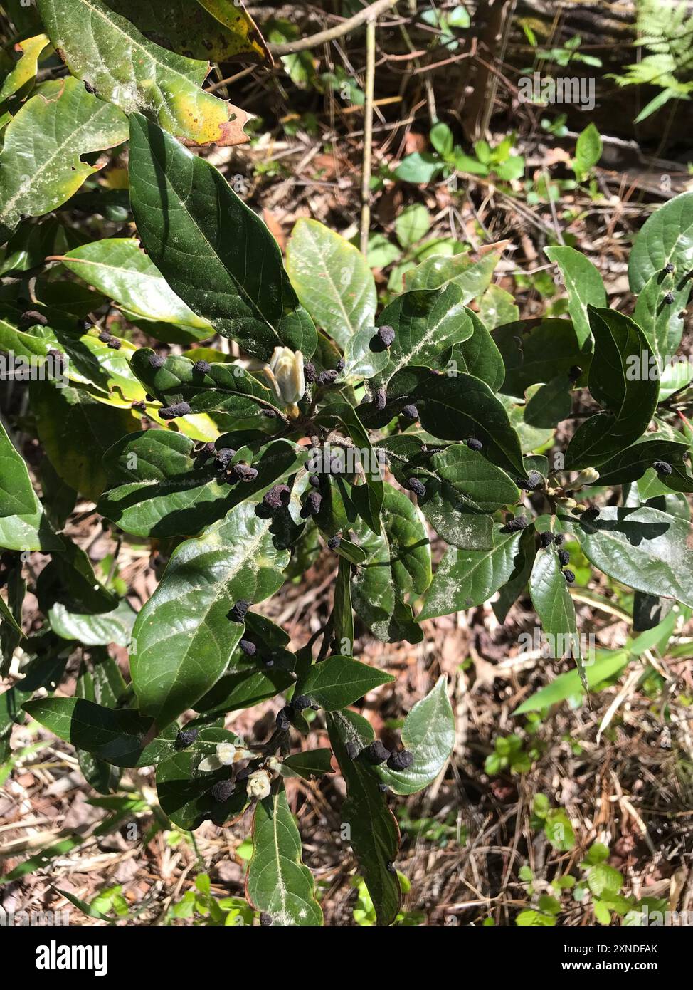 Swamp Bay (Persea palustris) Plantae Stock Photo - Alamy