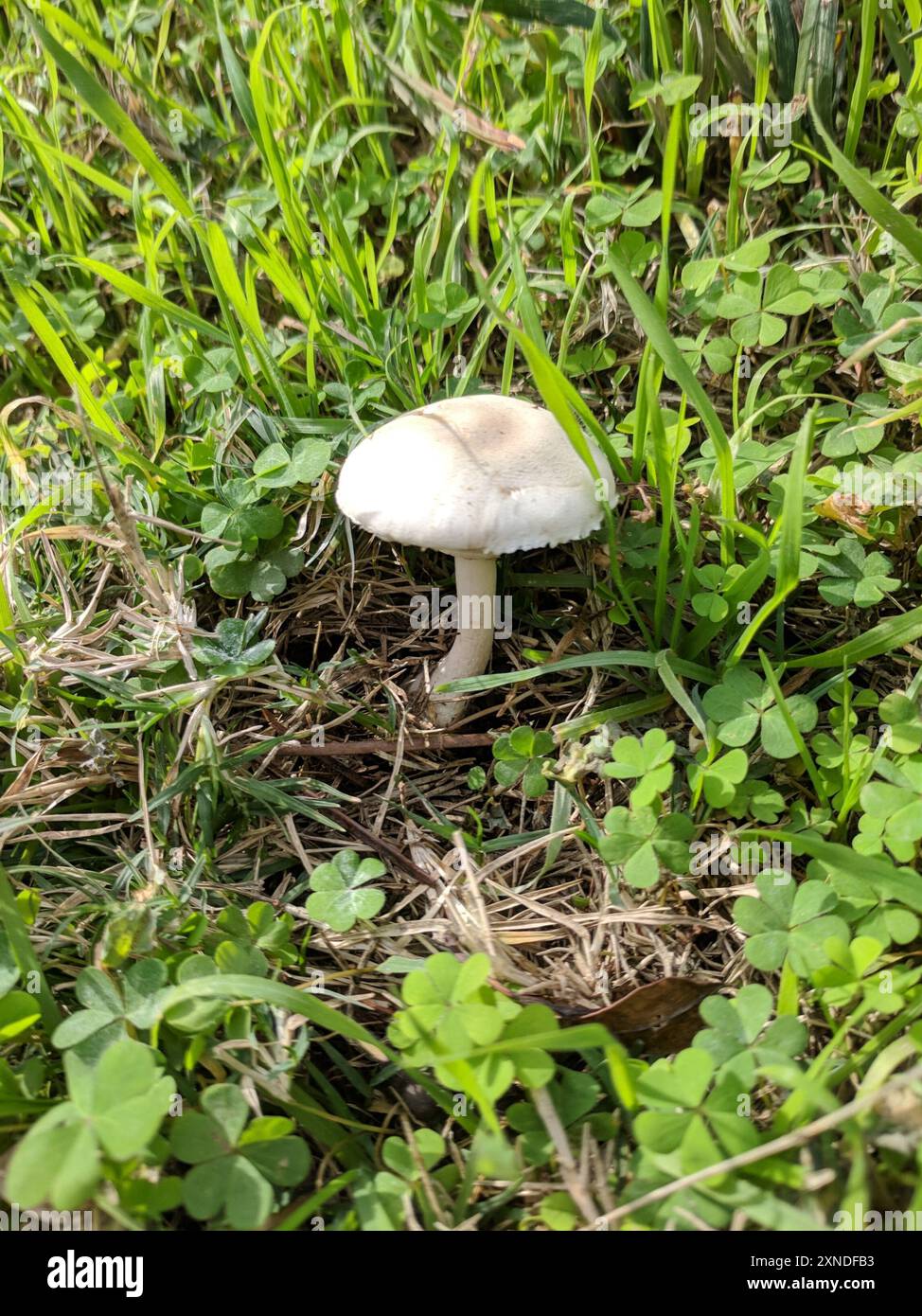 White Dapperling (Leucoagaricus leucothites) Fungi Stock Photo - Alamy