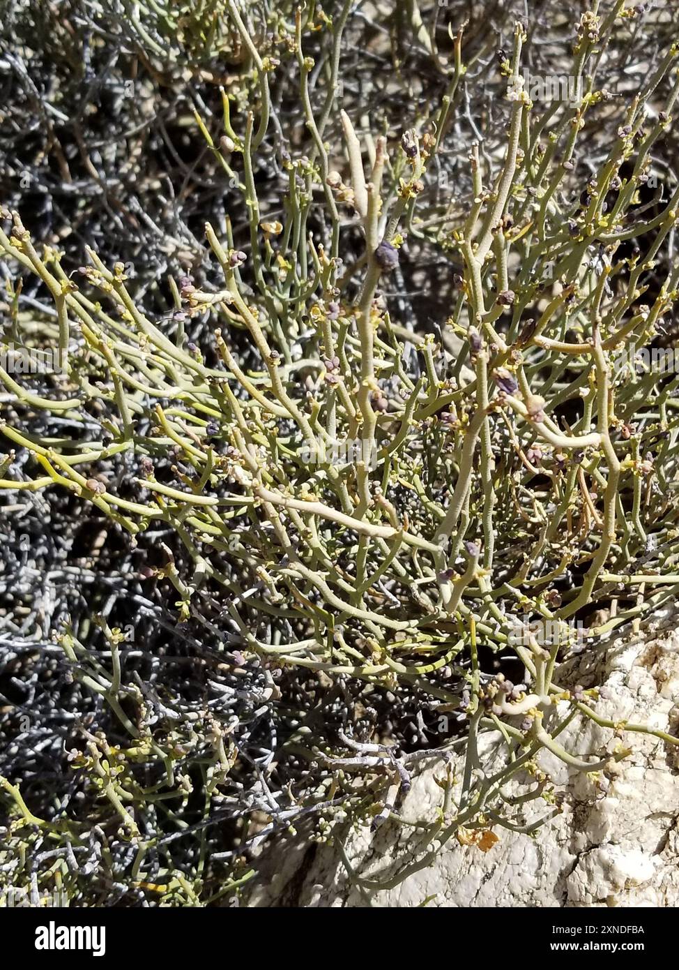 Turpentine Broom (Thamnosma montana) Plantae Stock Photo - Alamy