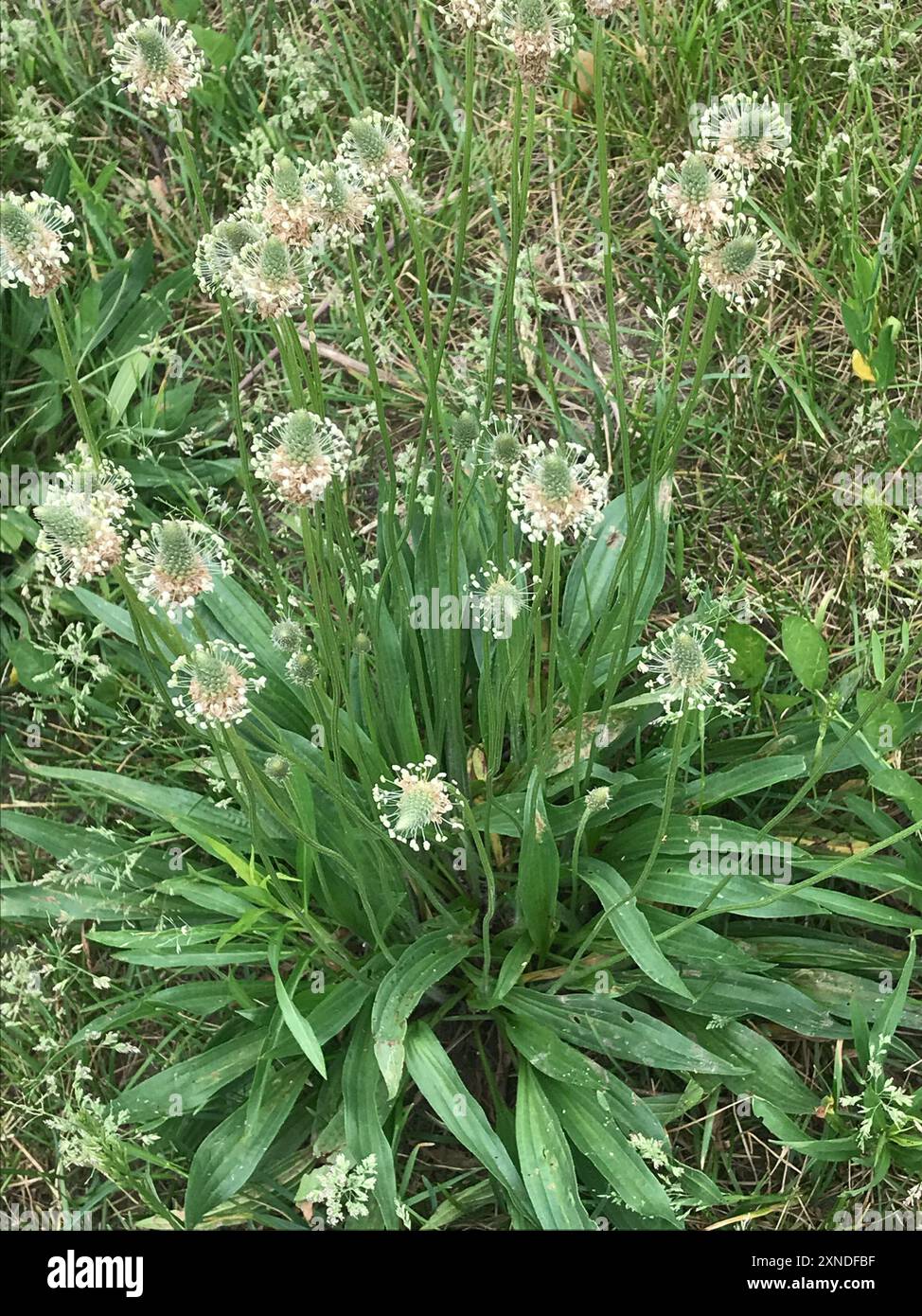 ribwort plantain (Plantago lanceolata) Plantae Stock Photo - Alamy