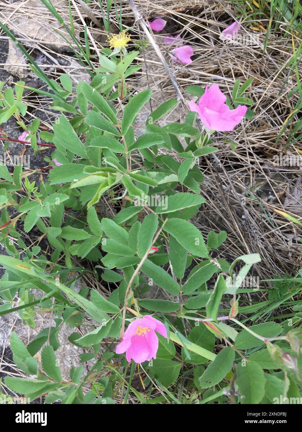 smooth rose (Rosa blanda) Plantae Stock Photo - Alamy