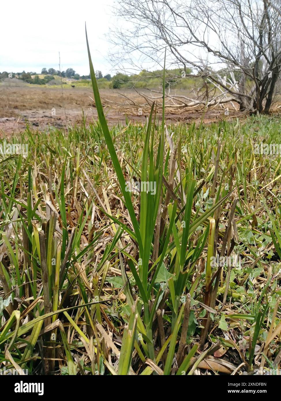 grasses, sedges, cattails, and allies (Poales) Plantae Stock Photo - Alamy