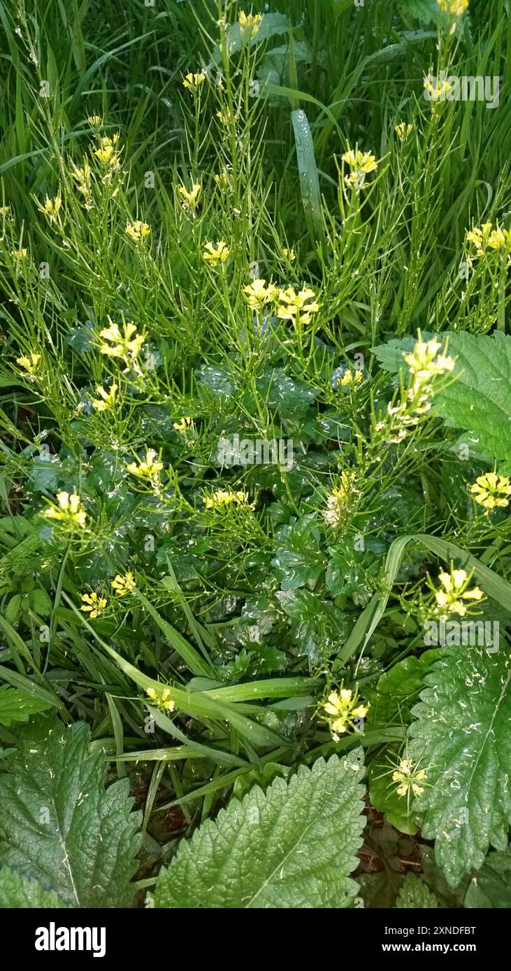 mustard family (Brassicaceae) Plantae Stock Photo - Alamy