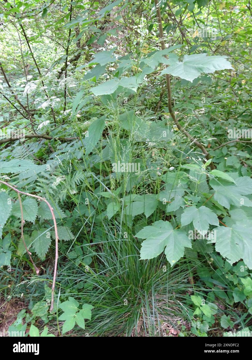 Wood Meadow-grass (Poa nemoralis) Plantae Stock Photo - Alamy