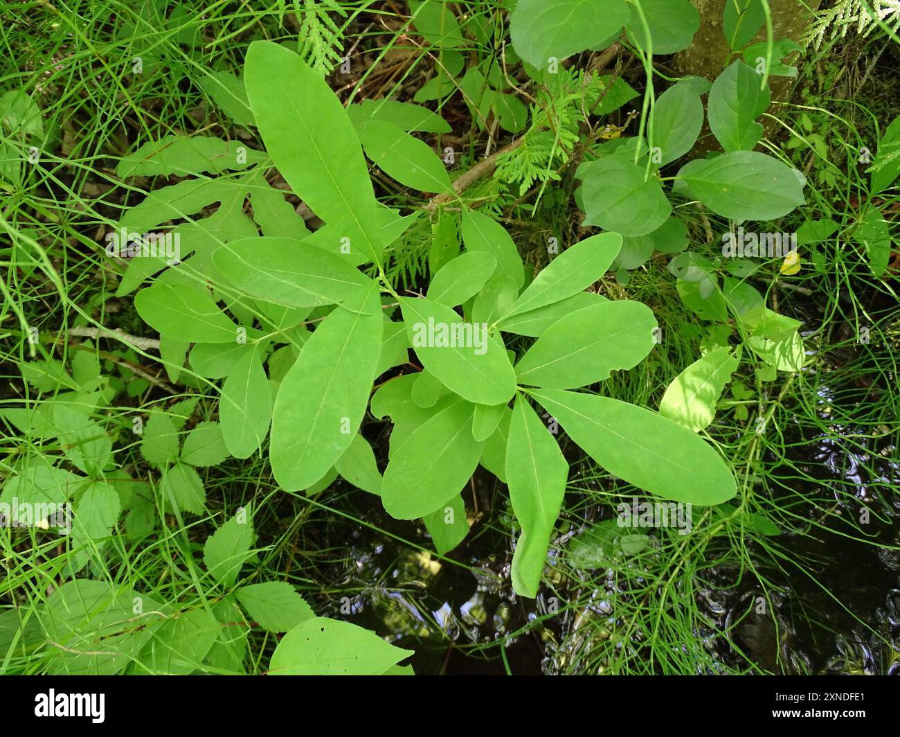 swamp fly honeysuckle (Lonicera oblongifolia) Plantae Stock Photo - Alamy
