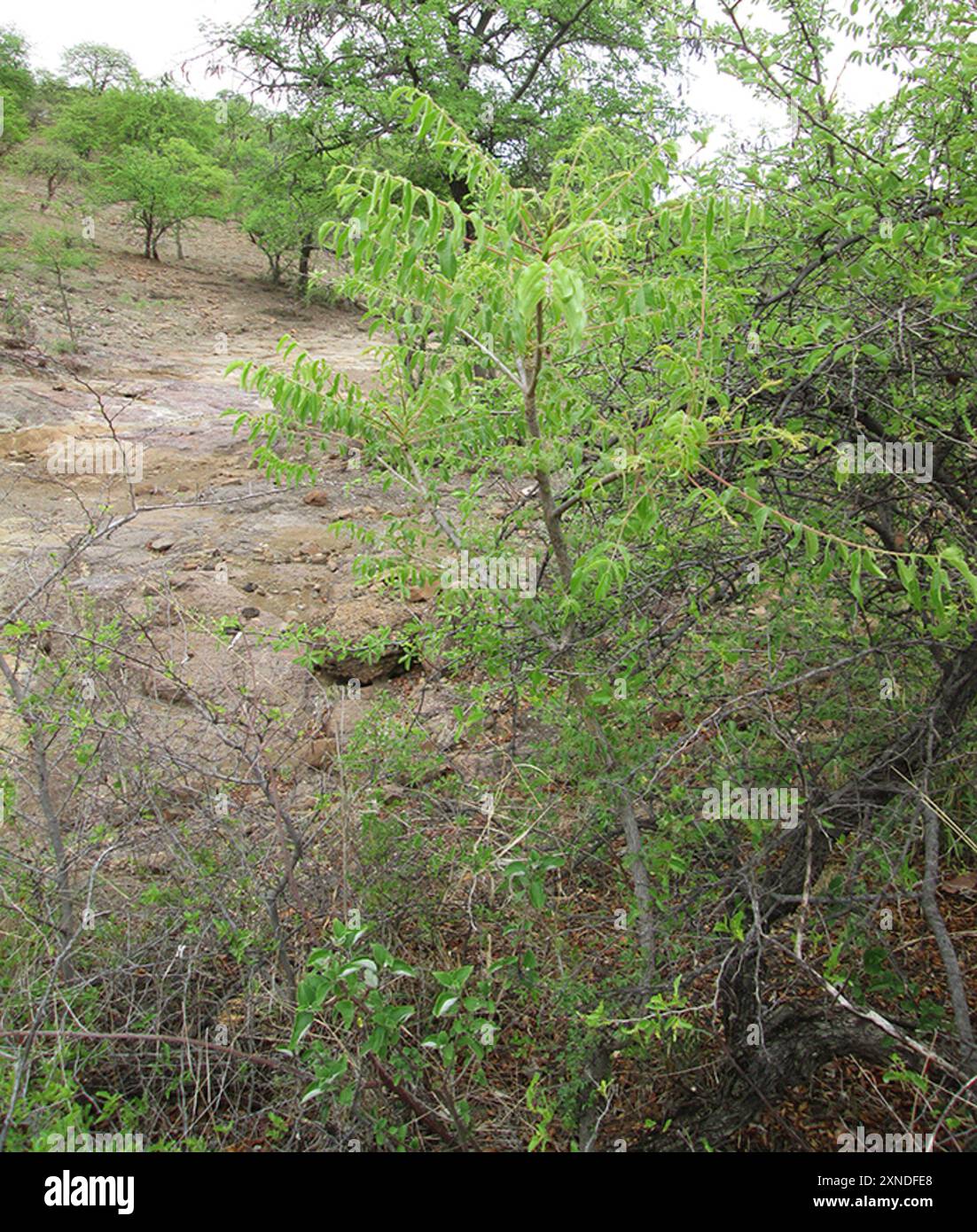 Kirkia acuminata hi-res stock photography and images - Alamy