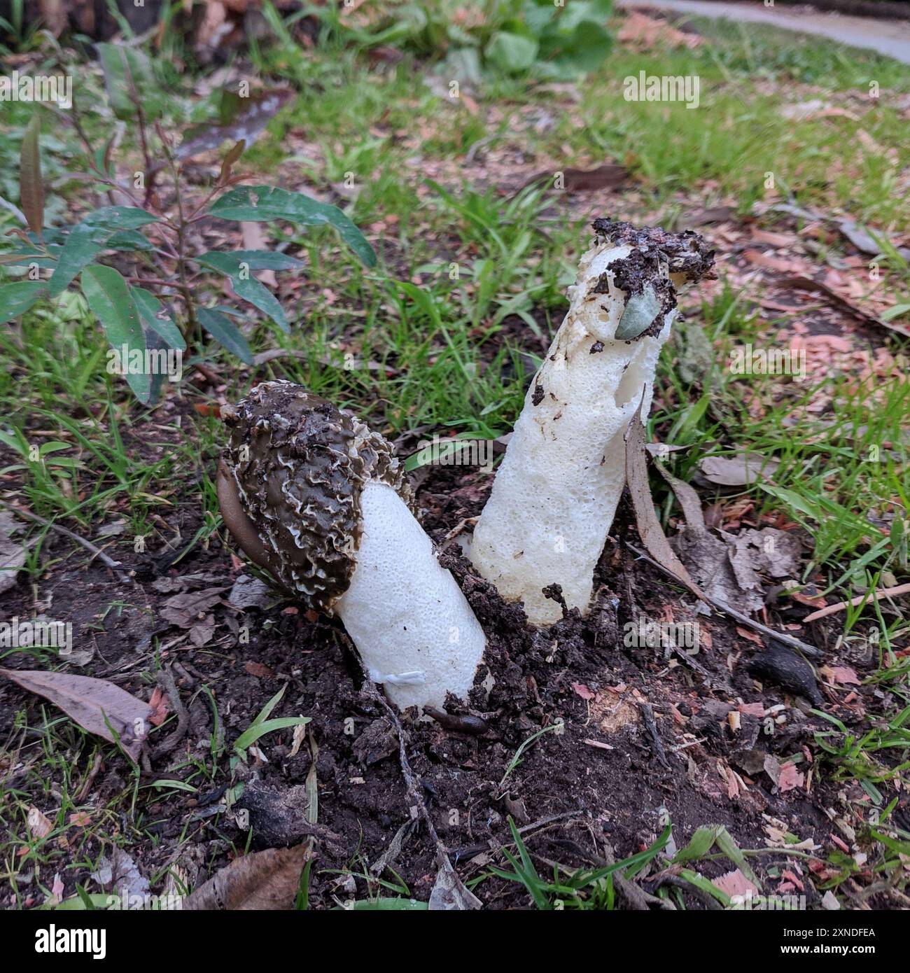 dune stinkhorn (Phallus hadriani) Fungi Stock Photo - Alamy