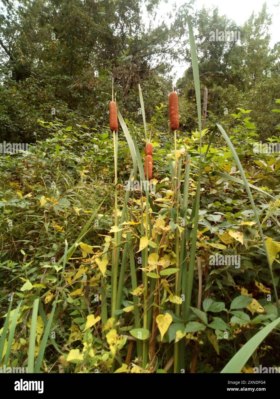 Cattails (Typha) Plantae Stock Photo - Alamy