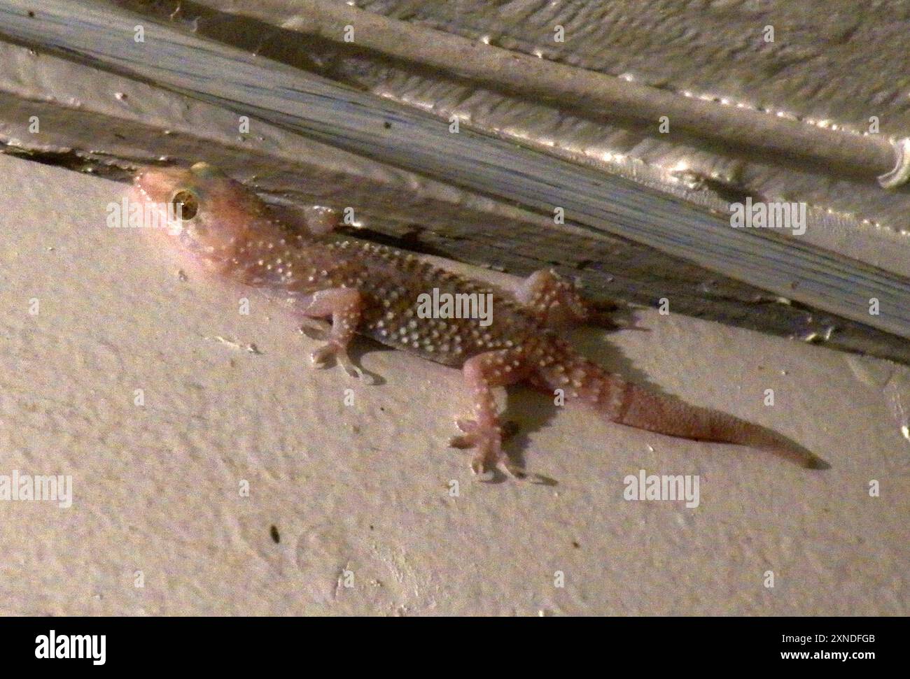 Mediterranean House Gecko (Hemidactylus turcicus) Reptilia Stock Photo ...