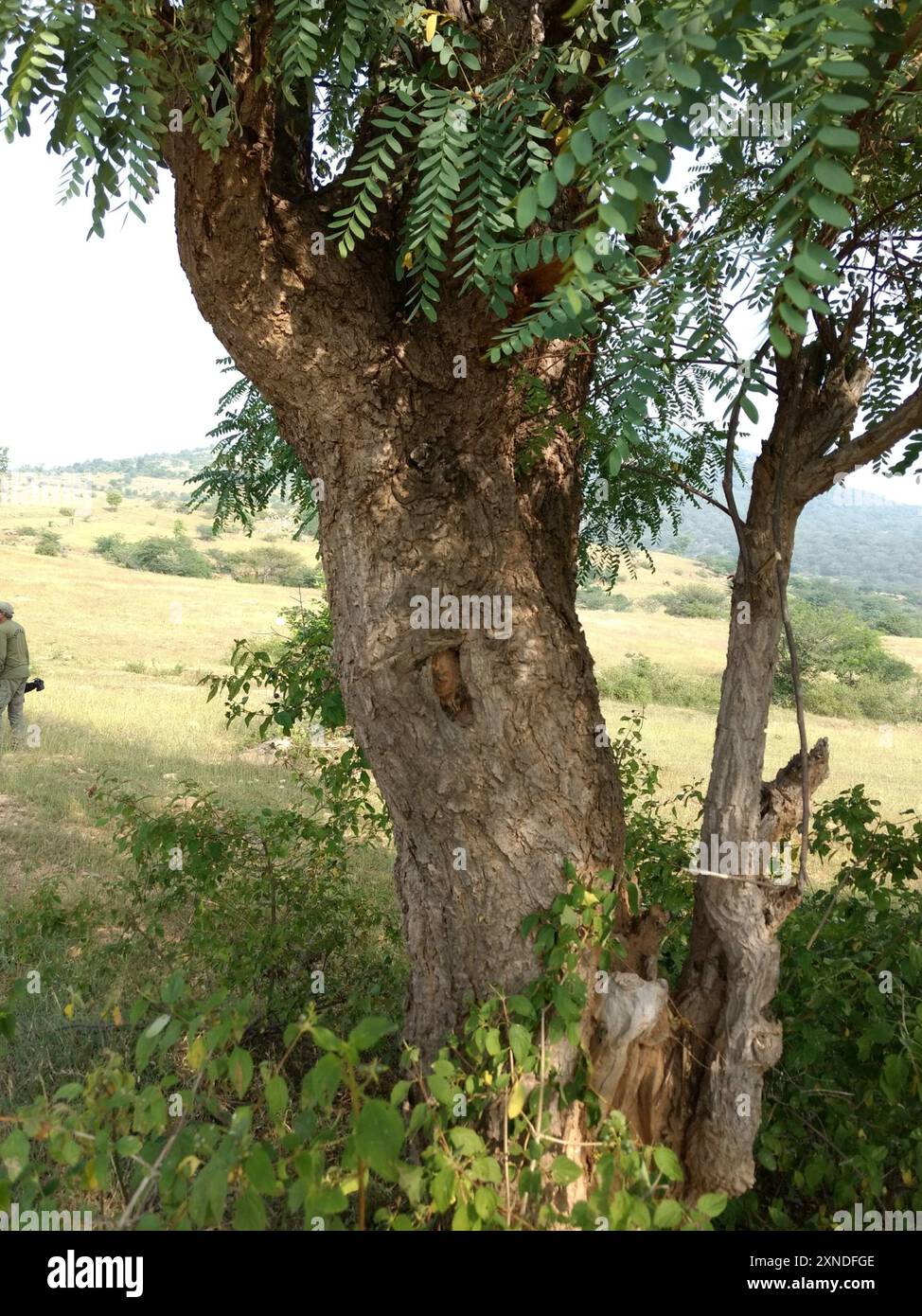 Ceylon satinwood chloroxylon swietenia hi-res stock photography and ...