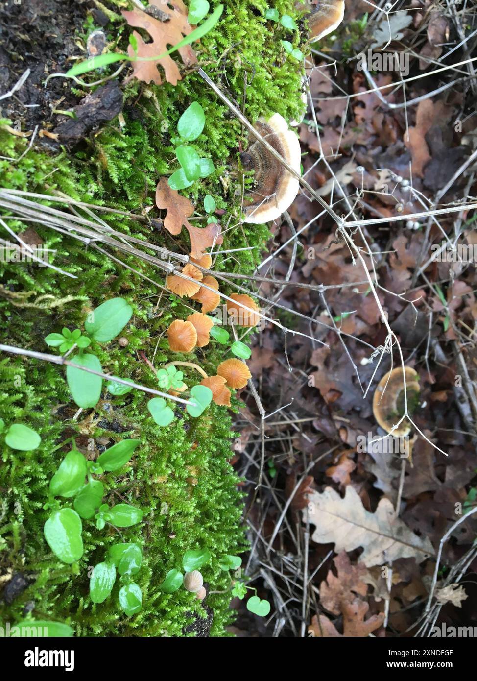 Moss Bells (Galerina) Fungi Stock Photo - Alamy