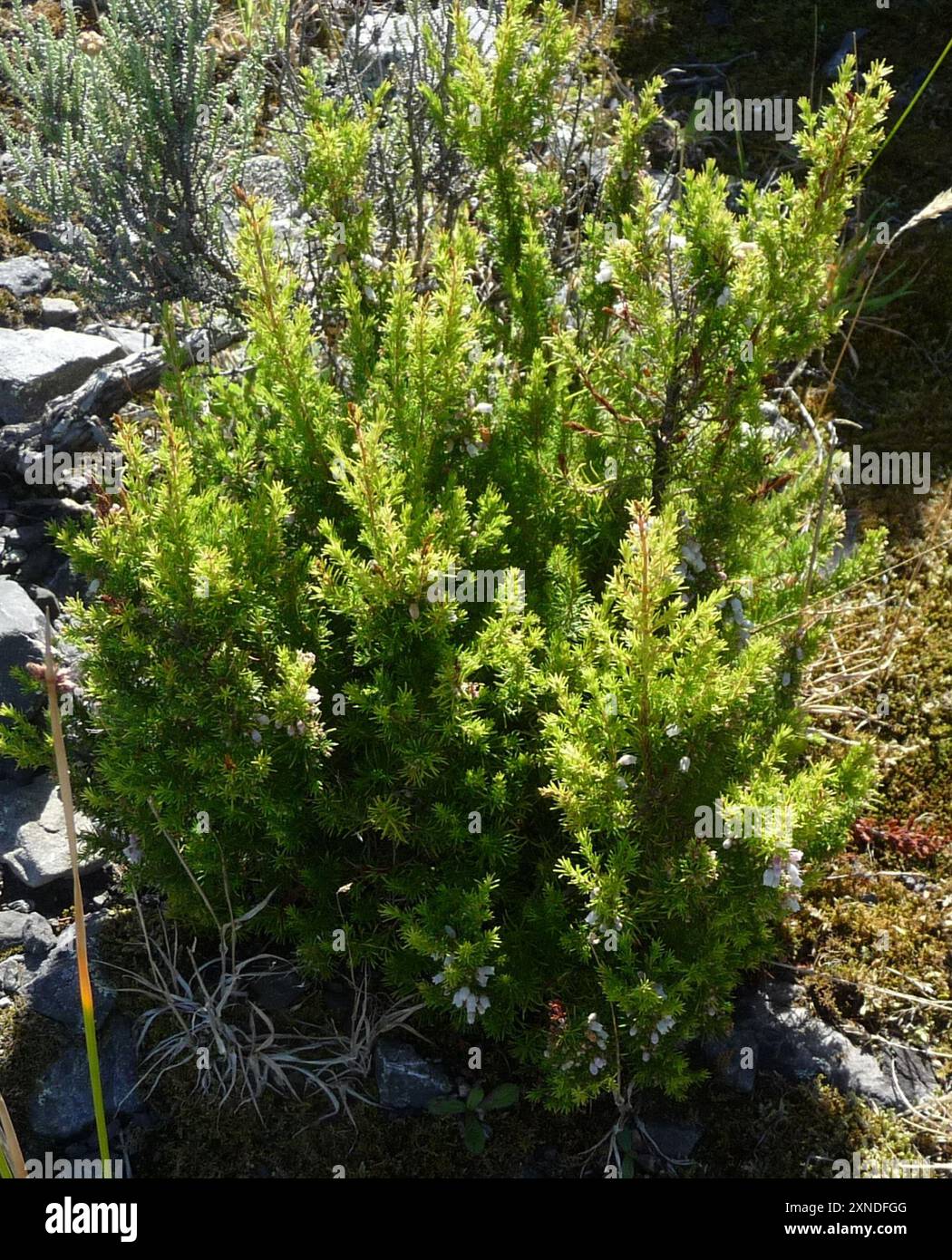 Erica lusitanica portuguese heath hi-res stock photography and images ...
