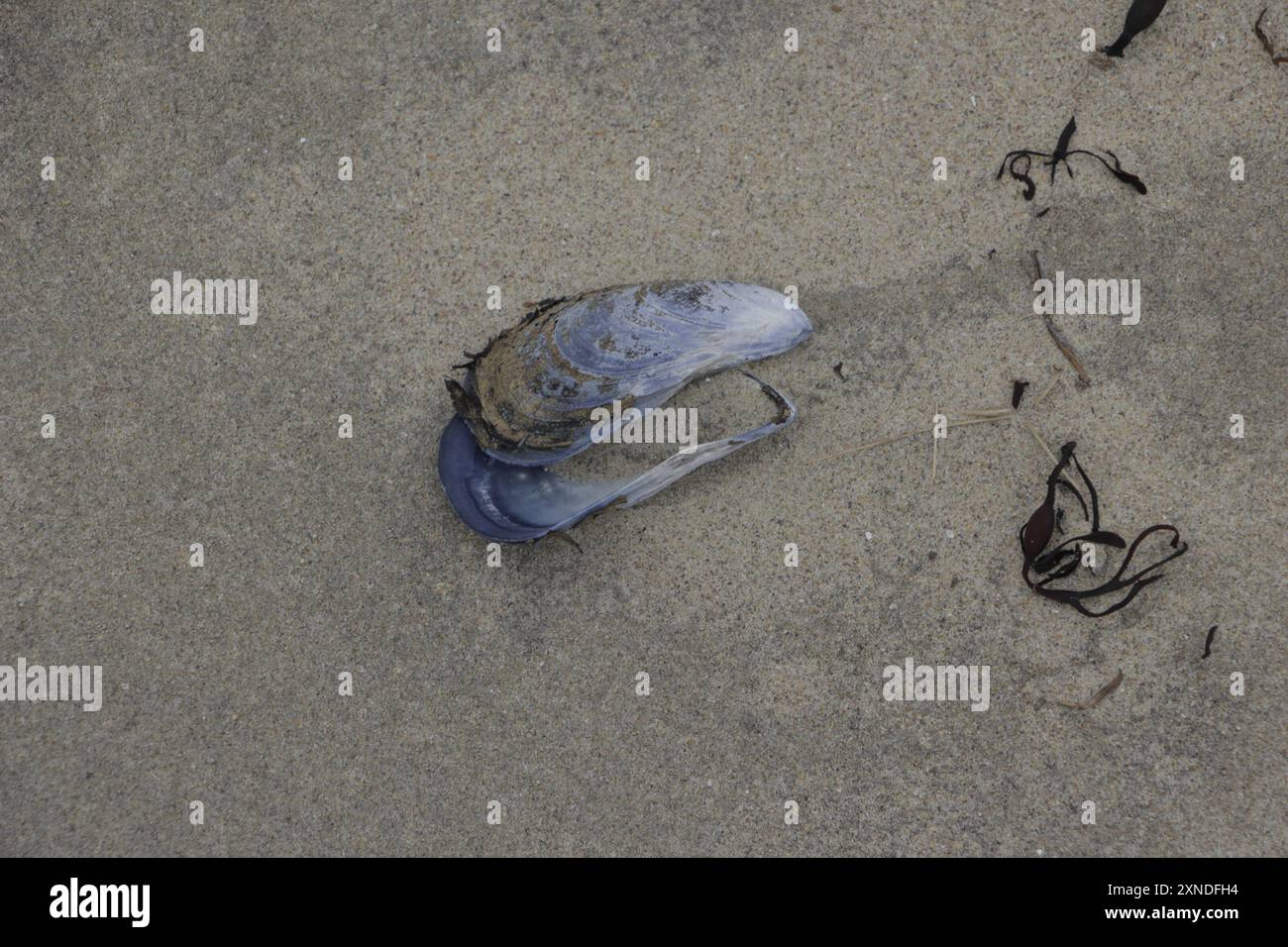 Blue Mussel (Mytilus edulis) Mollusca Stock Photo - Alamy