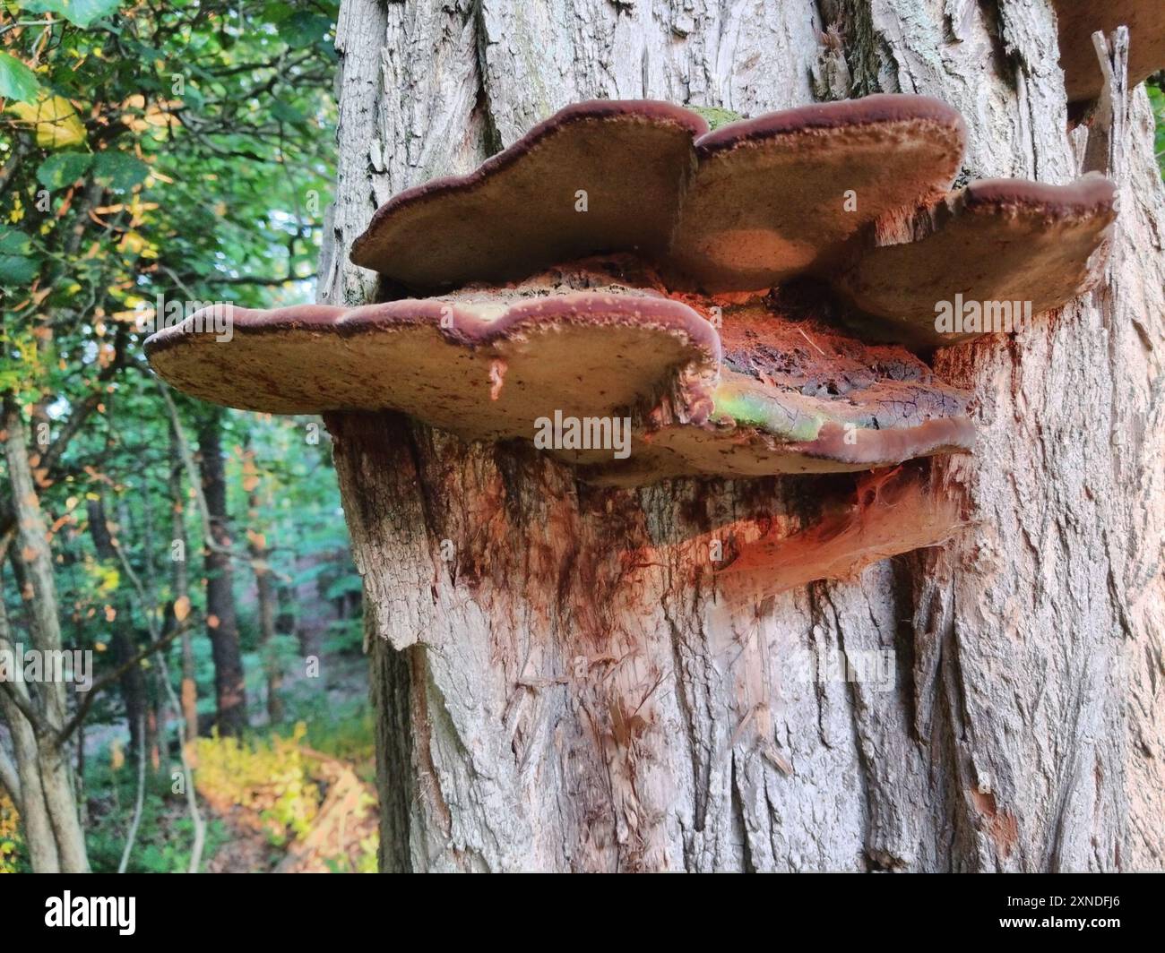 Cracked Cap Polypore (Fulvifomes robiniae) Fungi Stock Photo - Alamy