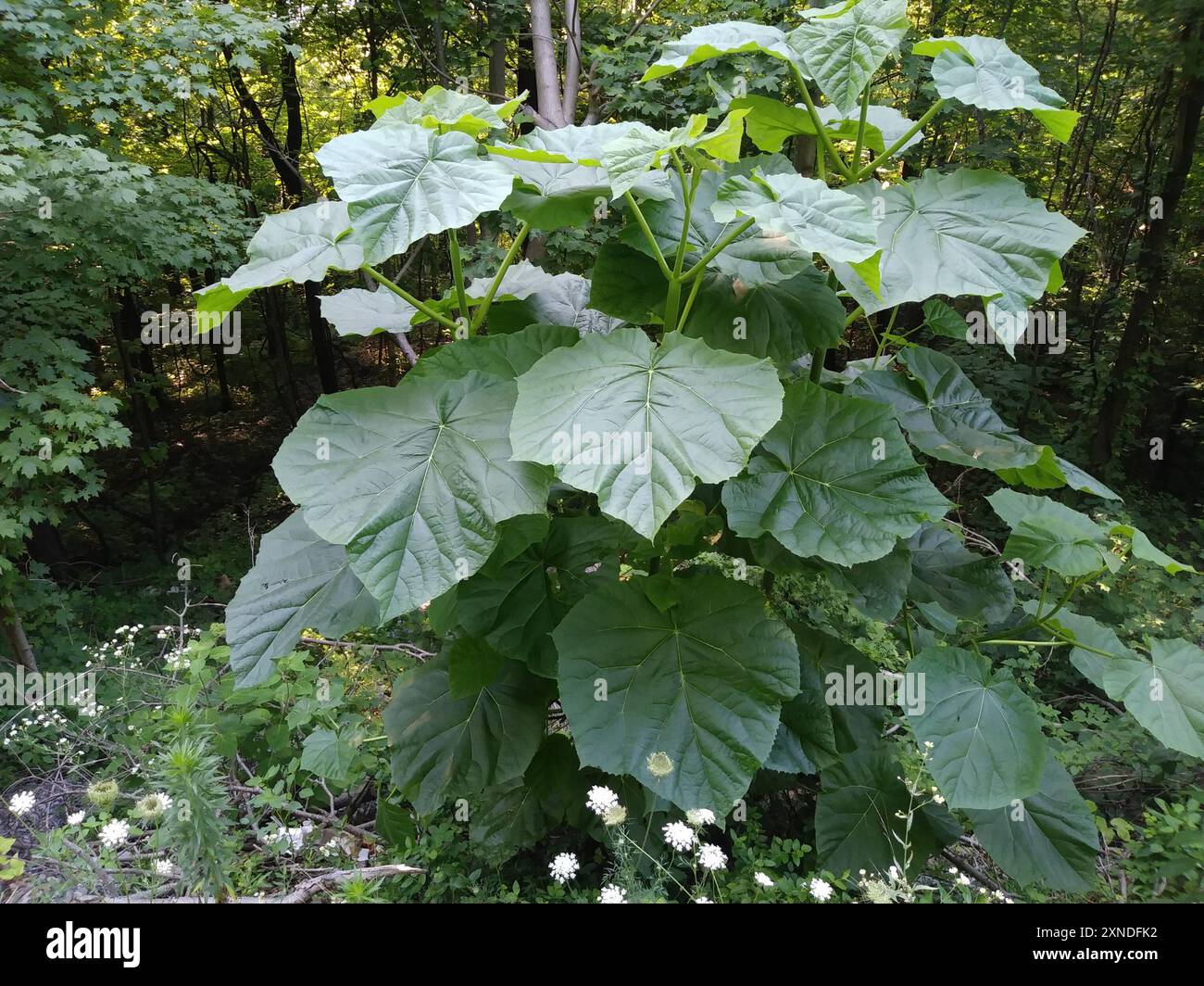 princess tree (Paulownia tomentosa) Plantae Stock Photo - Alamy