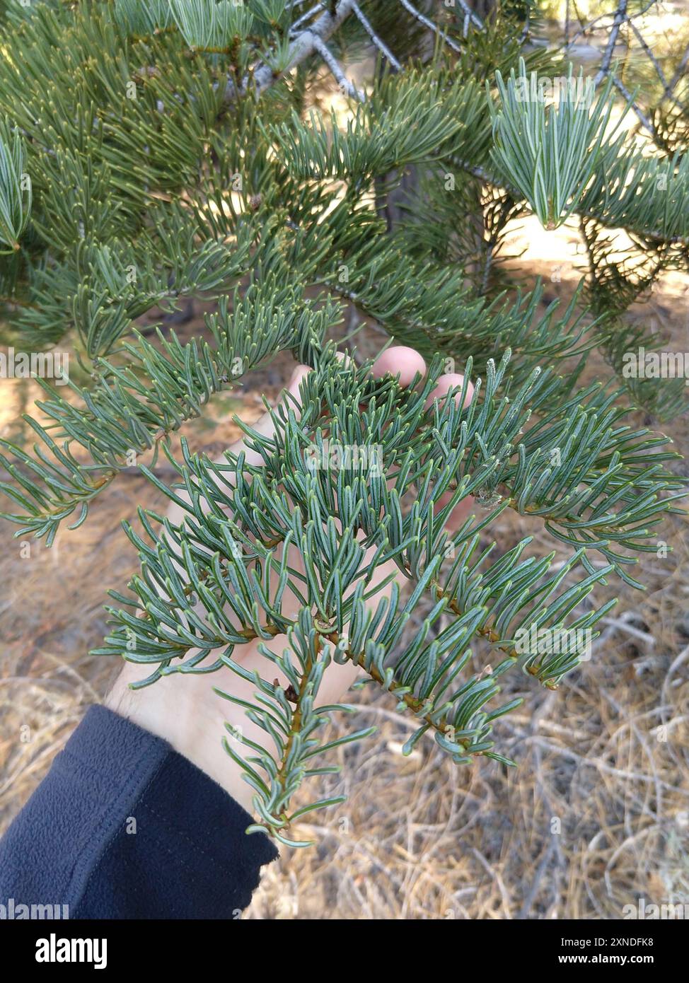 white fir (Abies concolor) Plantae Stock Photo - Alamy