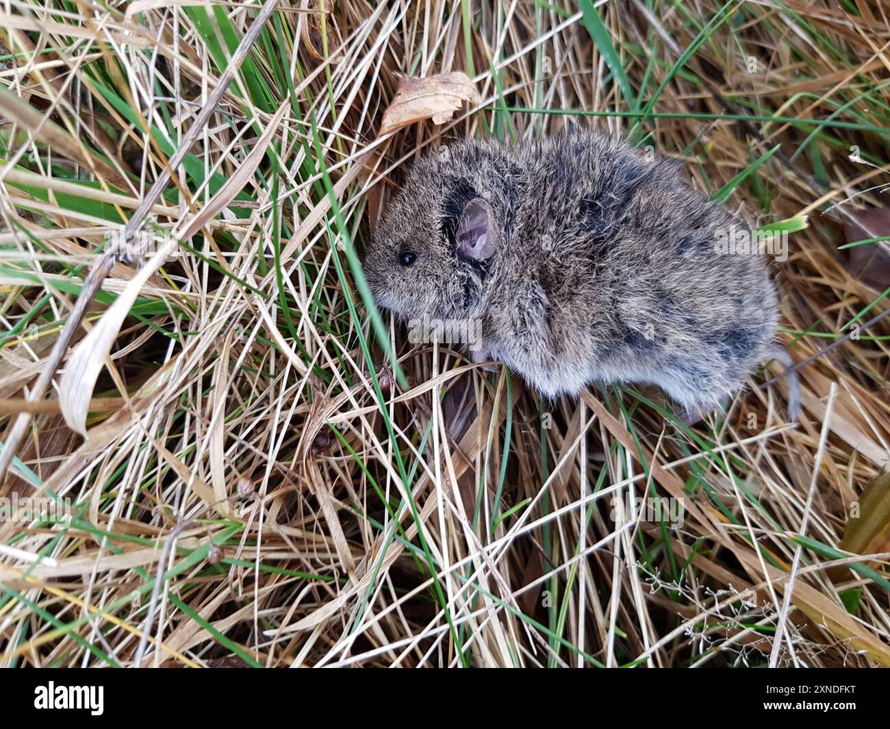 Common Vole (Microtus arvalis) Mammalia Stock Photo - Alamy