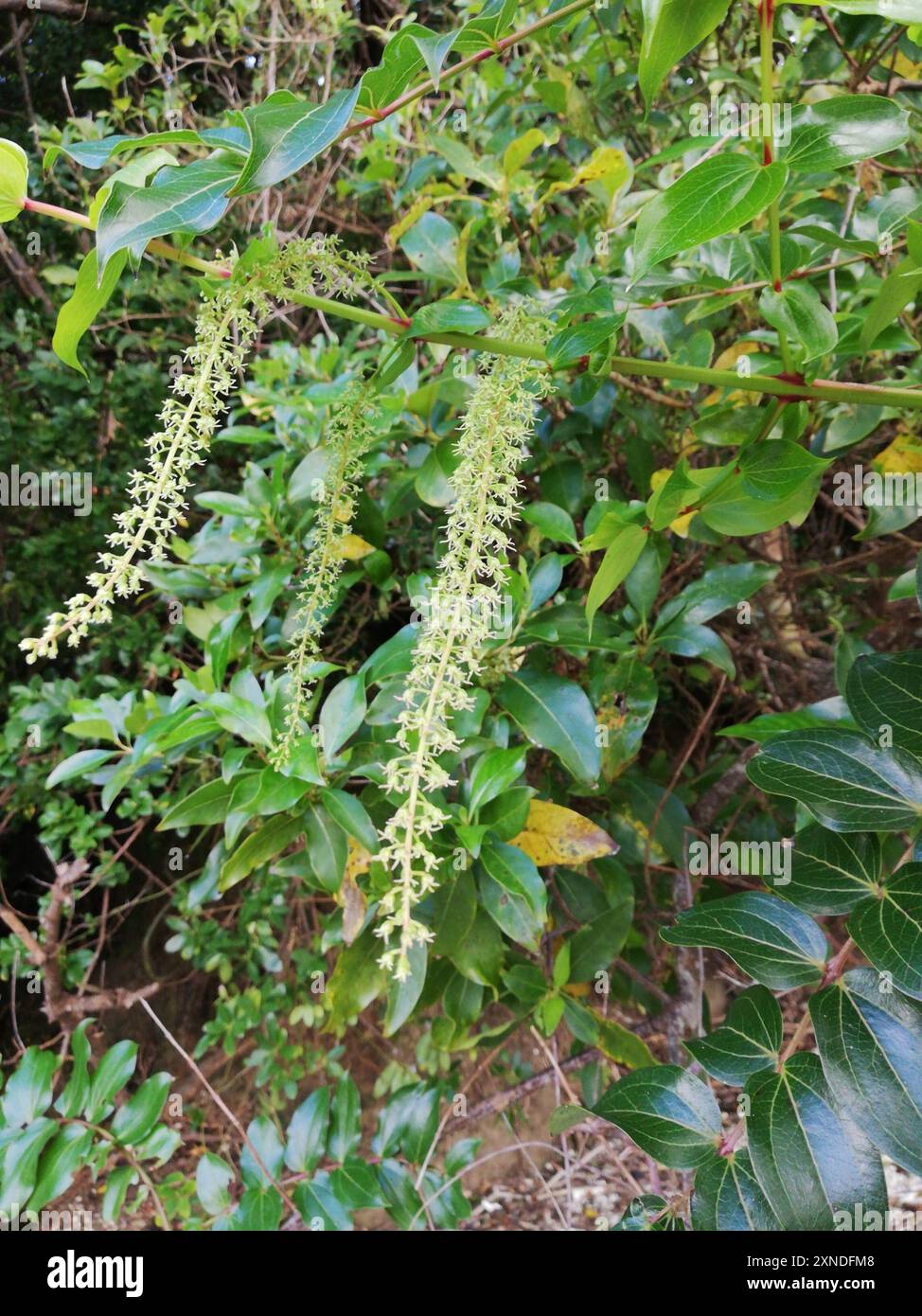 Tree Tutu (Coriaria arborea) Plantae Stock Photo - Alamy