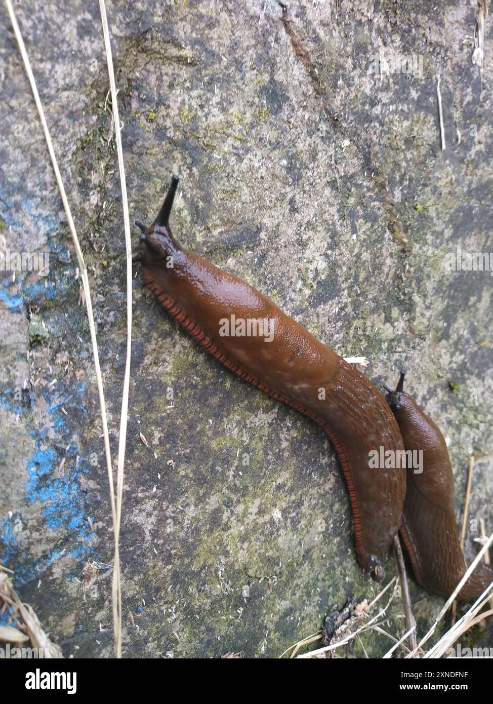 Black Slug (Arion ater) Mollusca Stock Photo - Alamy