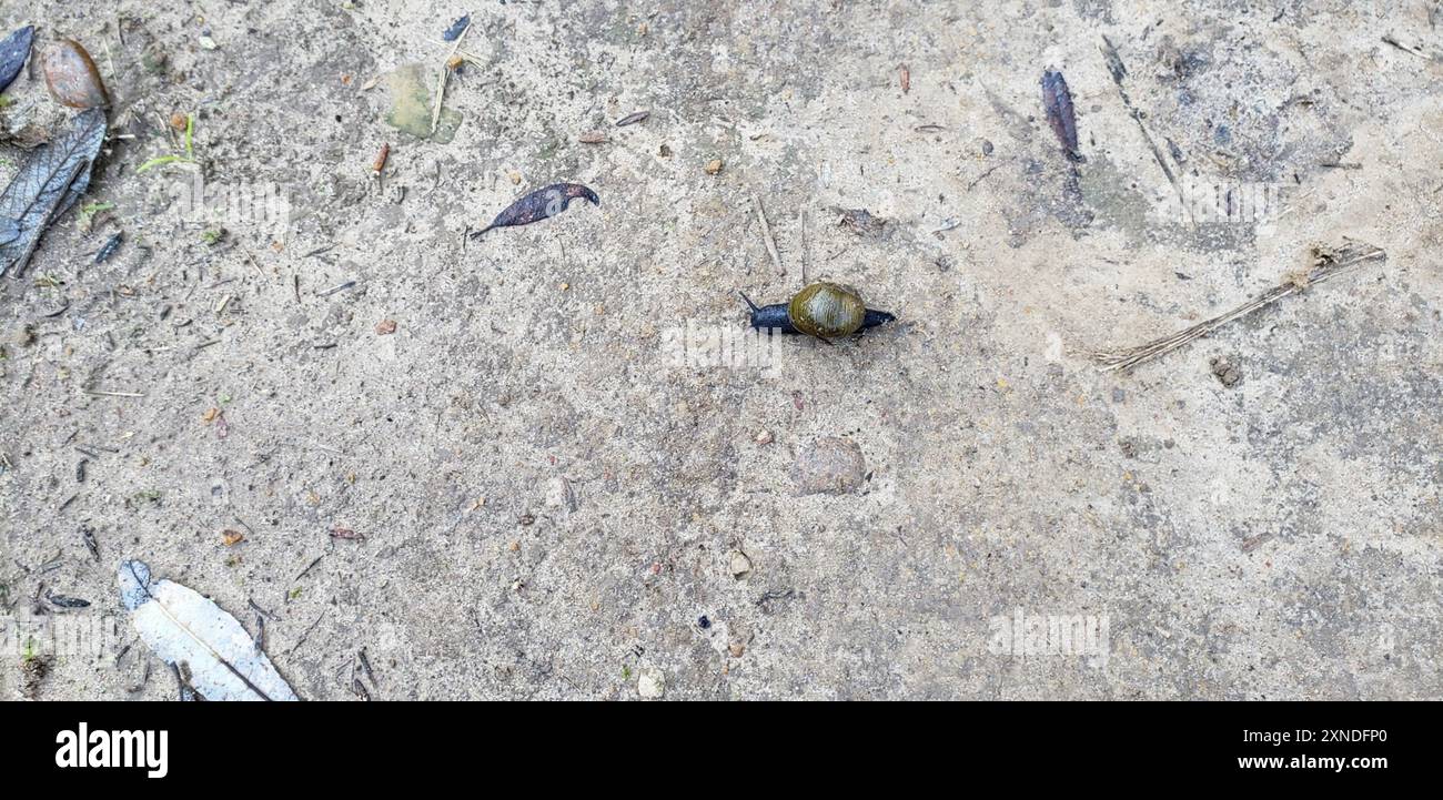 Green Garden Snail (Cantareus apertus) Mollusca Stock Photo - Alamy