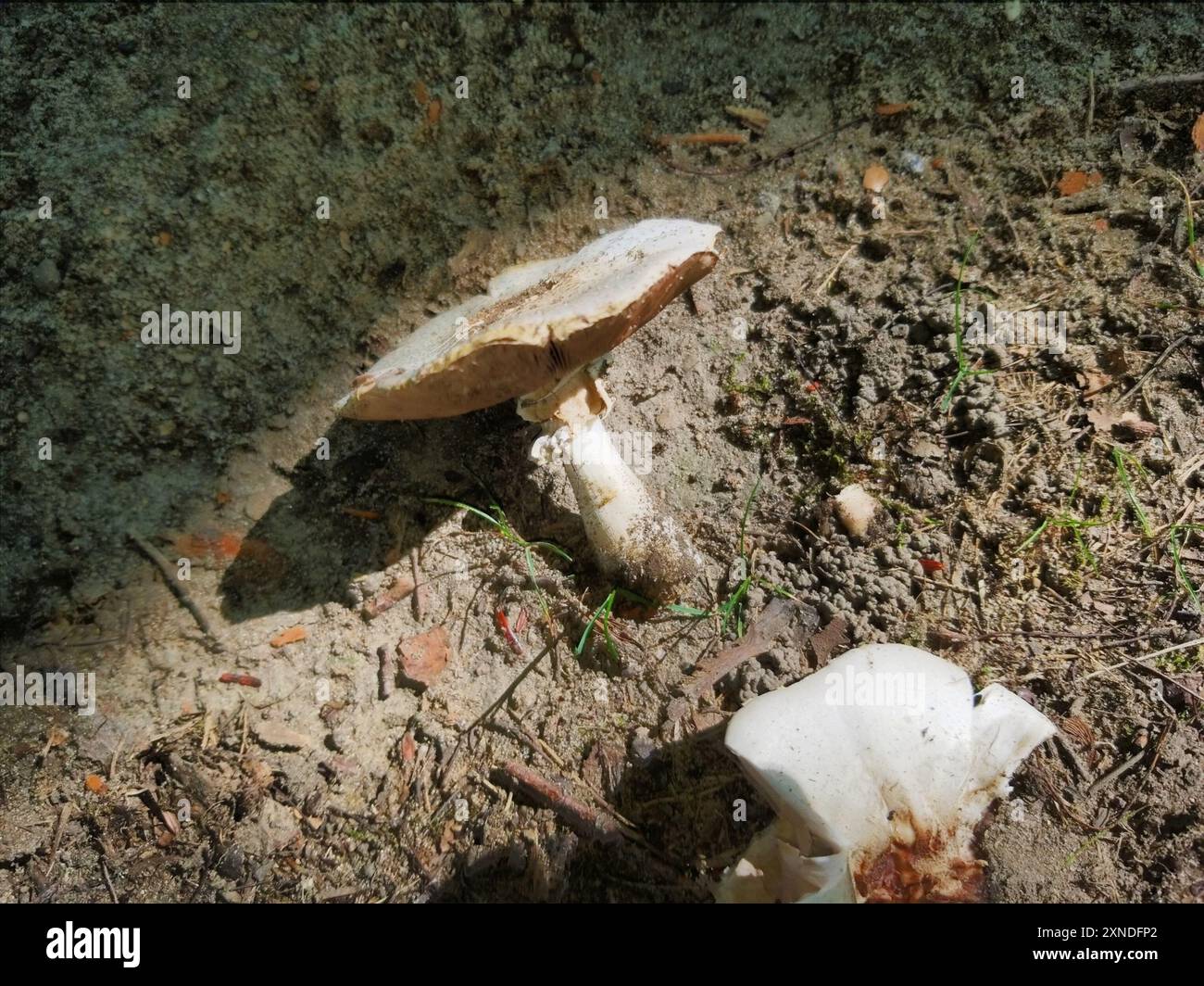 Meadow Mushroom (Agaricus campestris) Fungi Stock Photo - Alamy