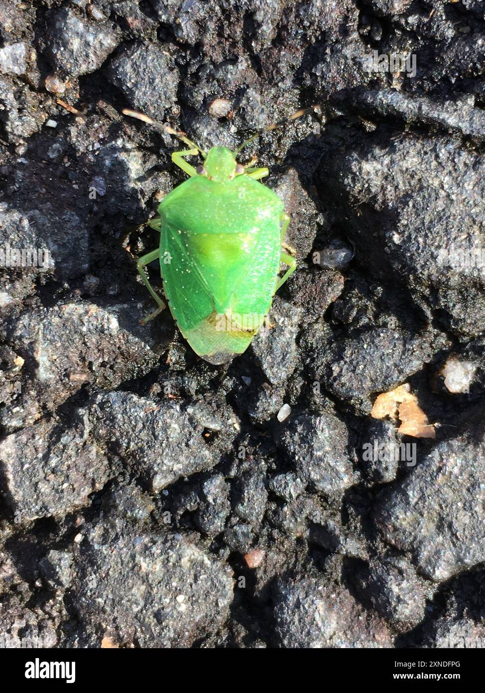 Green Stink Bug (Chinavia hilaris) Insecta Stock Photo - Alamy
