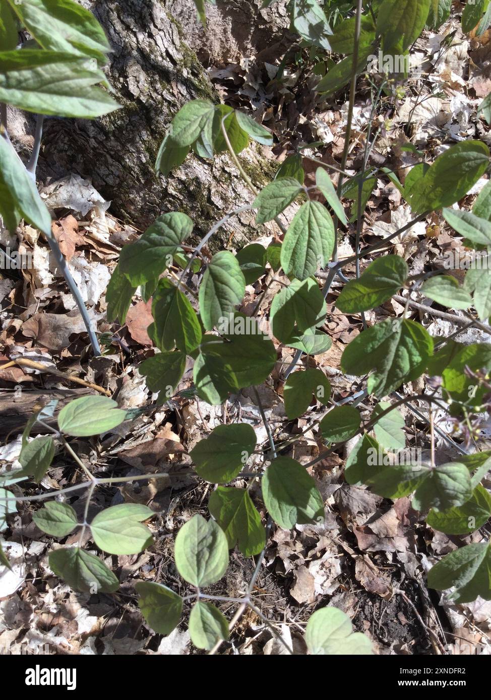 early blue cohosh (Caulophyllum giganteum) Plantae Stock Photo - Alamy