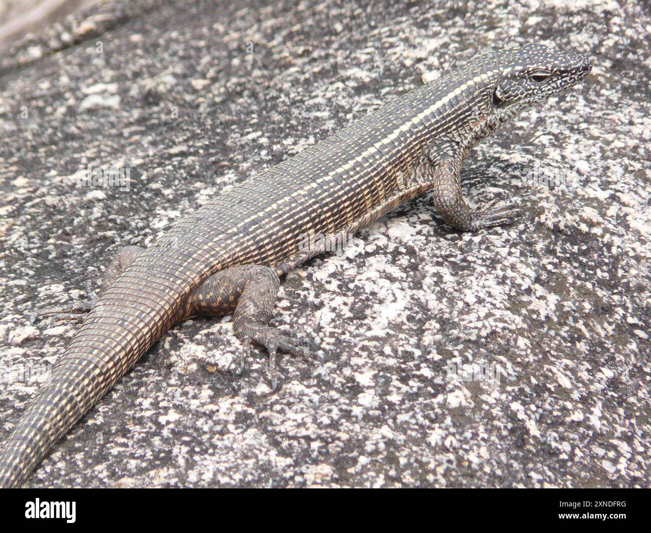 Common Giant Plated Lizard (Matobosaurus validus) Reptilia Stock Photo ...