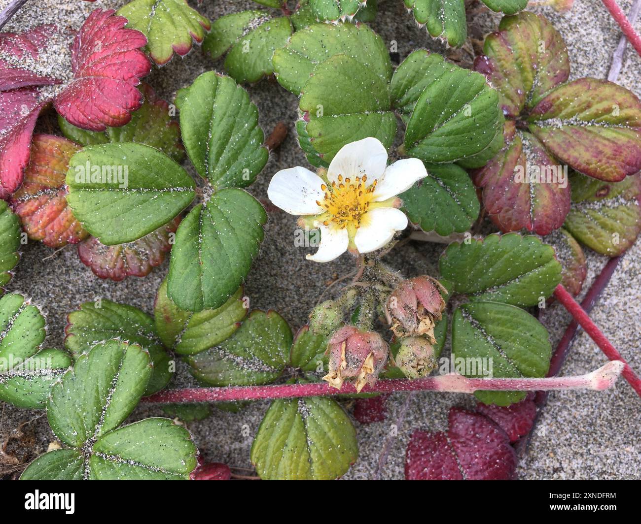 beach strawberry (Fragaria chiloensis) Plantae Stock Photo - Alamy