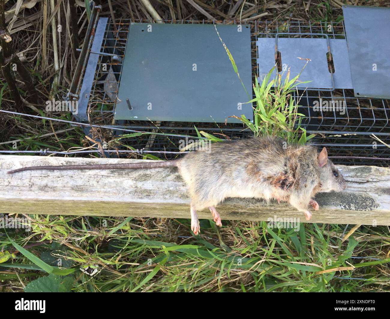 Black Rat (Rattus rattus) Mammalia Stock Photo - Alamy