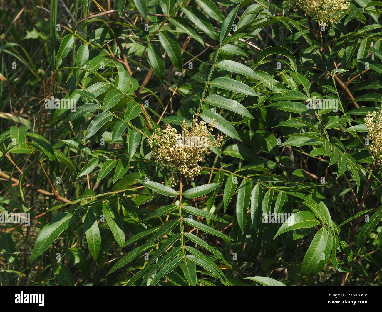 shining sumac (Rhus copallinum) Plantae Stock Photo - Alamy