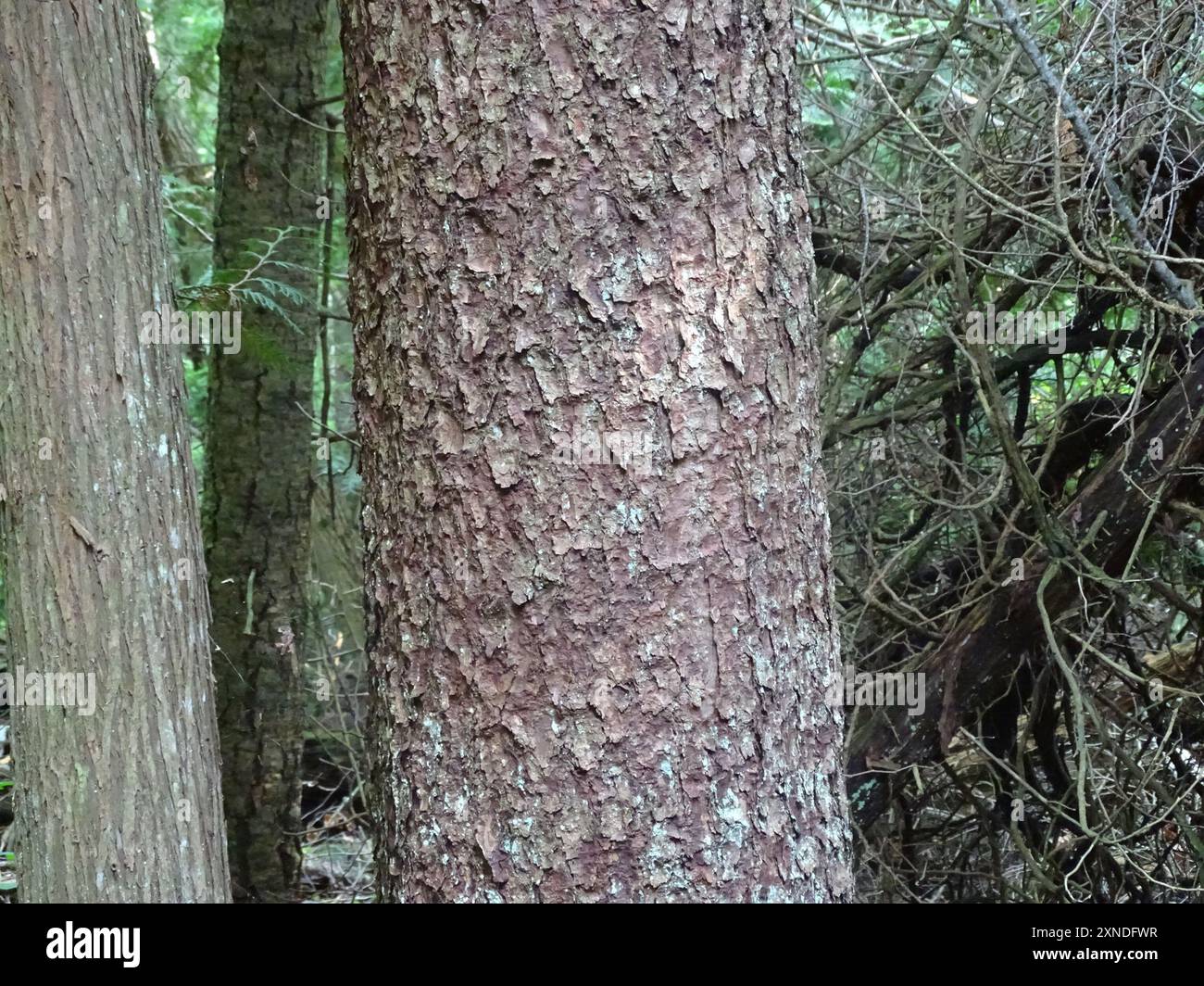 pine family (Pinaceae) Plantae Stock Photo - Alamy