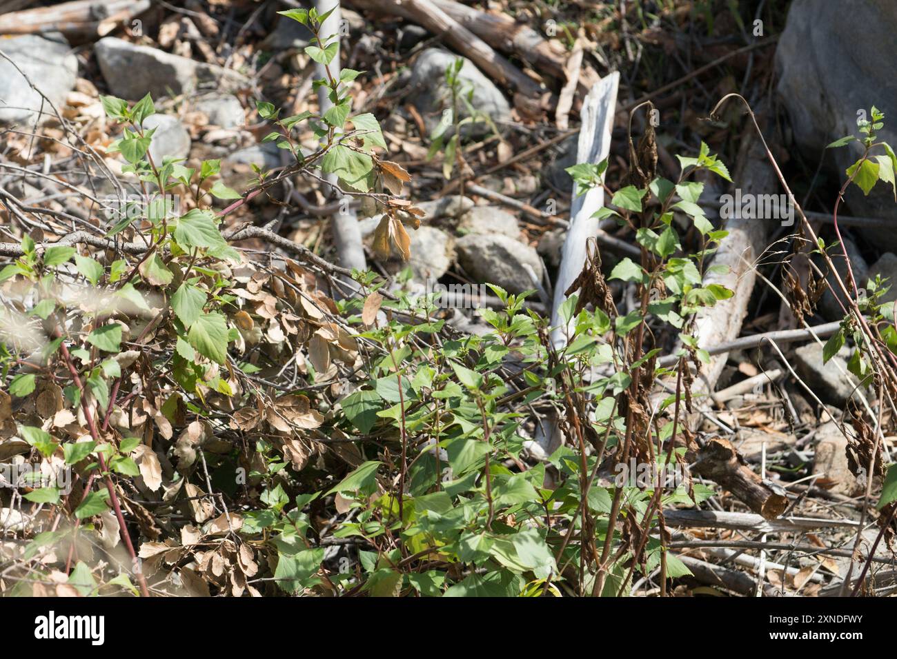 Crofton Weed (Ageratina adenophora) Plantae Stock Photo - Alamy