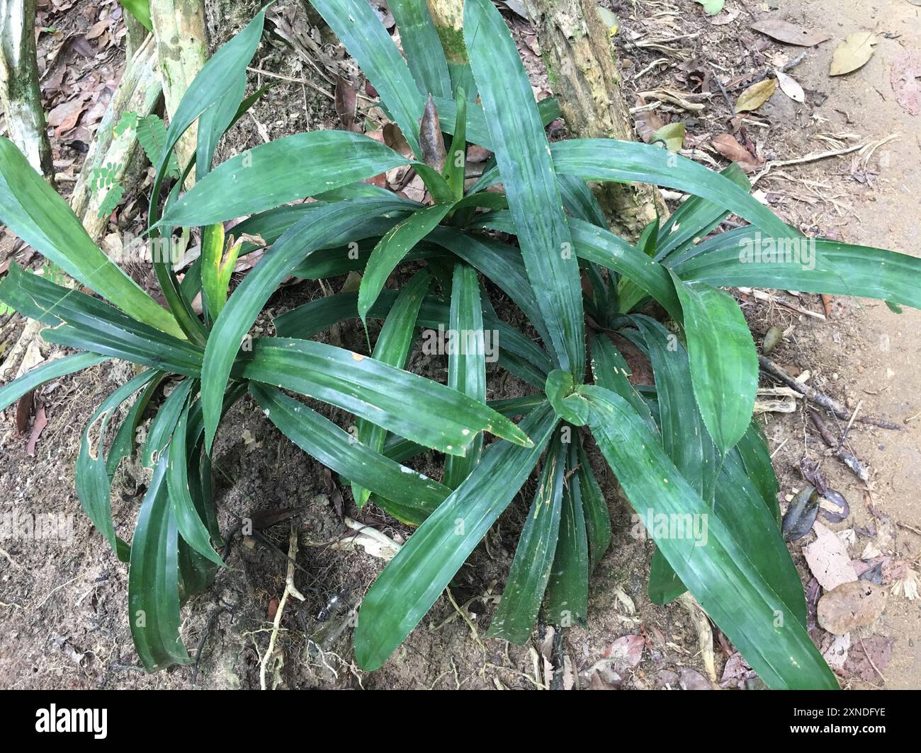 screwpines, stemona, and allies (Pandanales) Plantae Stock Photo - Alamy