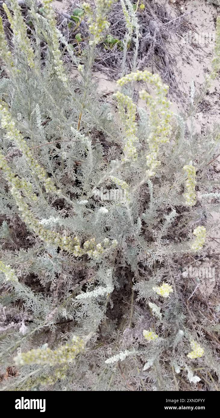 coastal sagewort (Artemisia pycnocephala) Plantae Stock Photo - Alamy