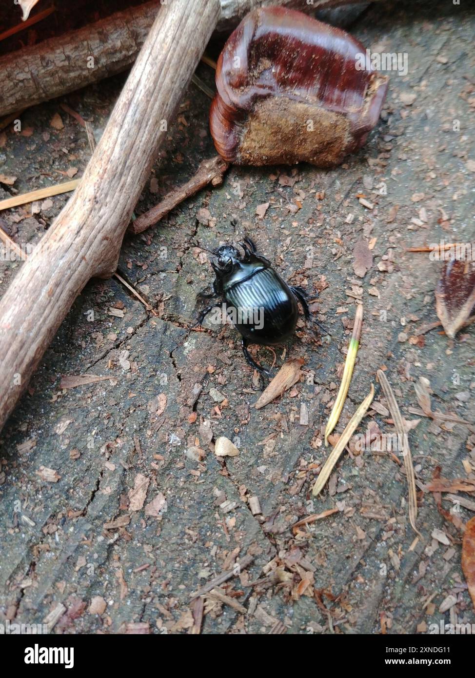 Minotaur Beetle (Typhaeus typhoeus) Insecta Stock Photo - Alamy