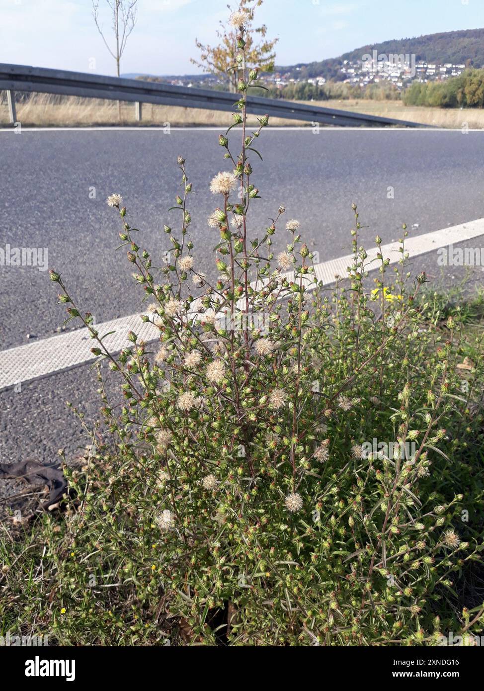 Stinkwort (Dittrichia graveolens) Plantae Stock Photo - Alamy