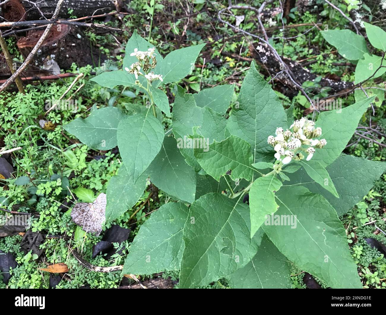 frostweed (Verbesina virginica) Plantae Stock Photo - Alamy